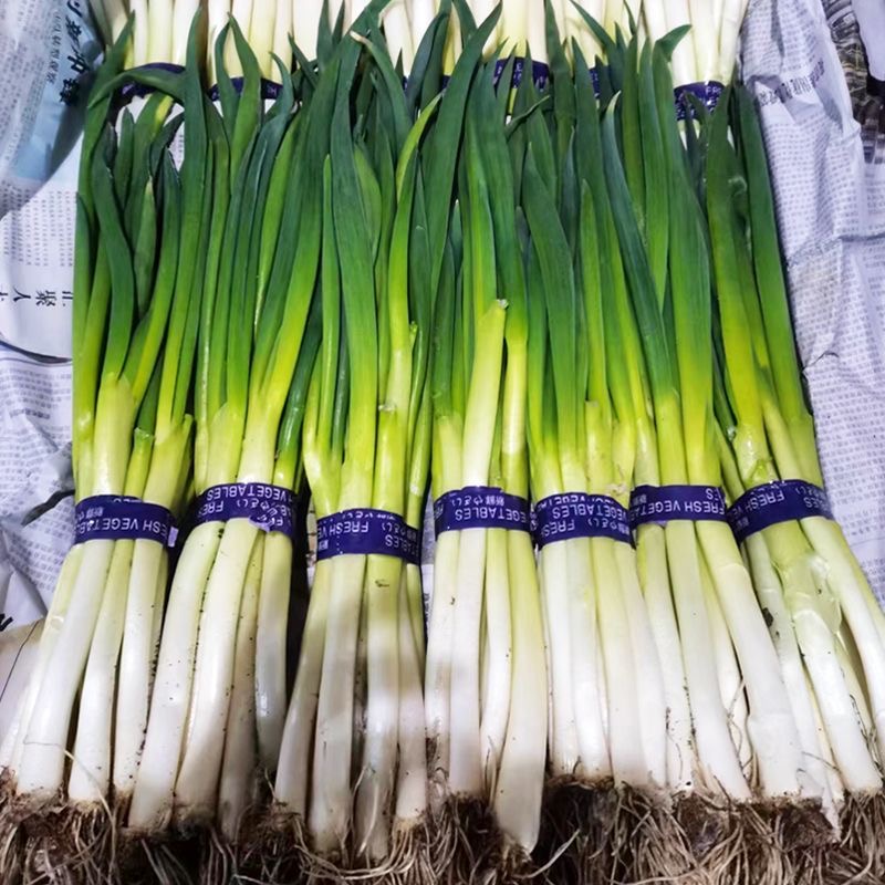 (500 Seeds) Giant Green Onion Seed - Spring Onion Seeds Hybrid | Shopee ...