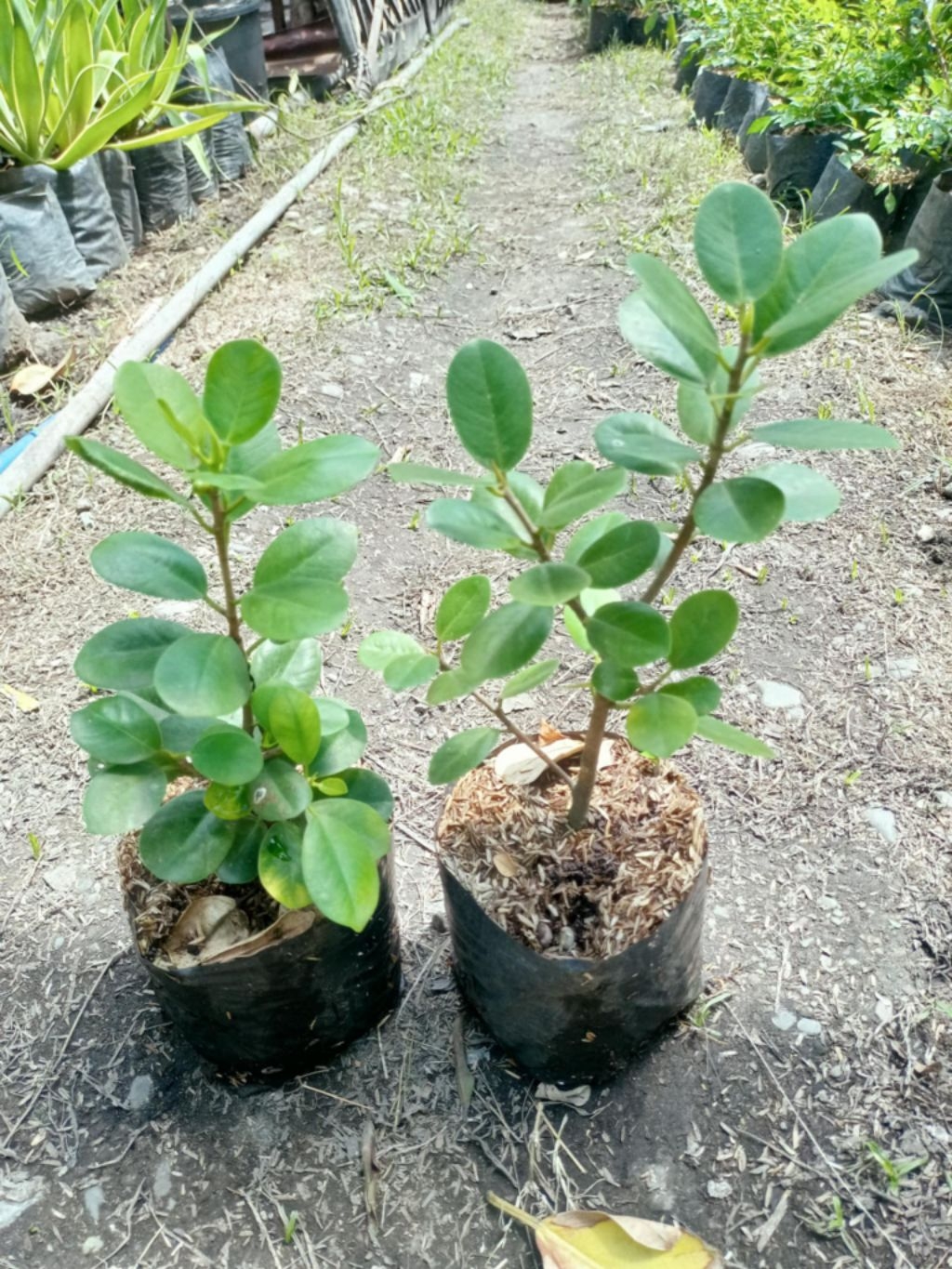 Ficus nana I Bonsai I Live Plant I Money. Tree I Fully Rooted | Shopee ...