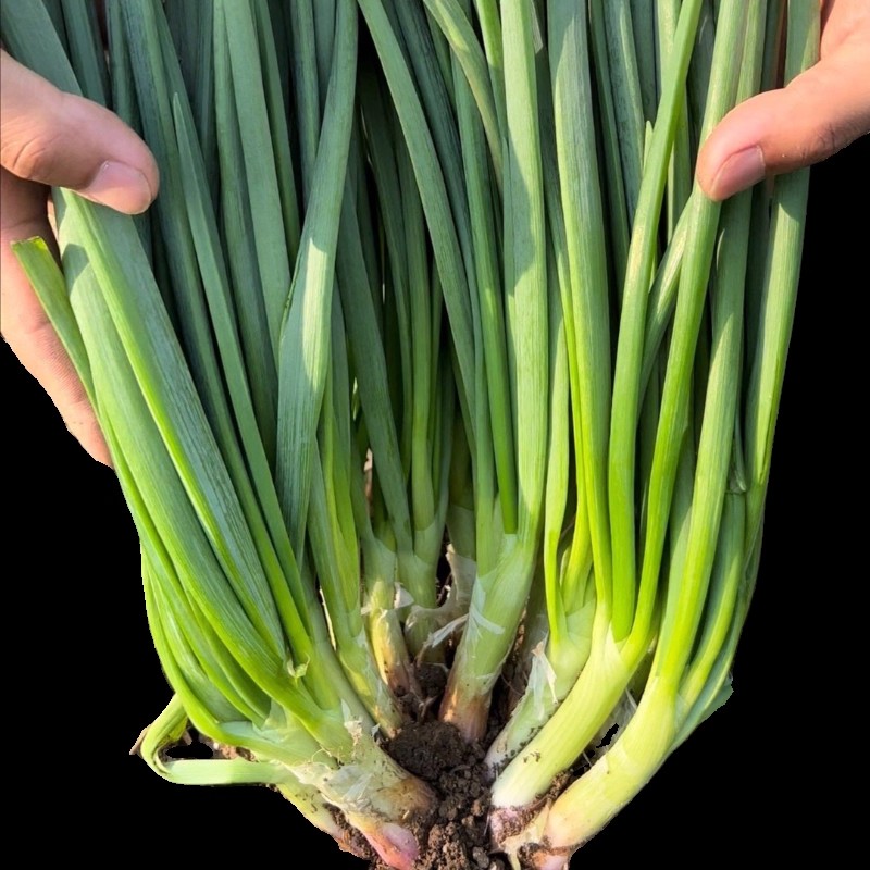 (500 SEEDS) DAHON NG SIBUYAS/BUNCHING ONION -/JAKKOU VARIETY/EASY TO ...