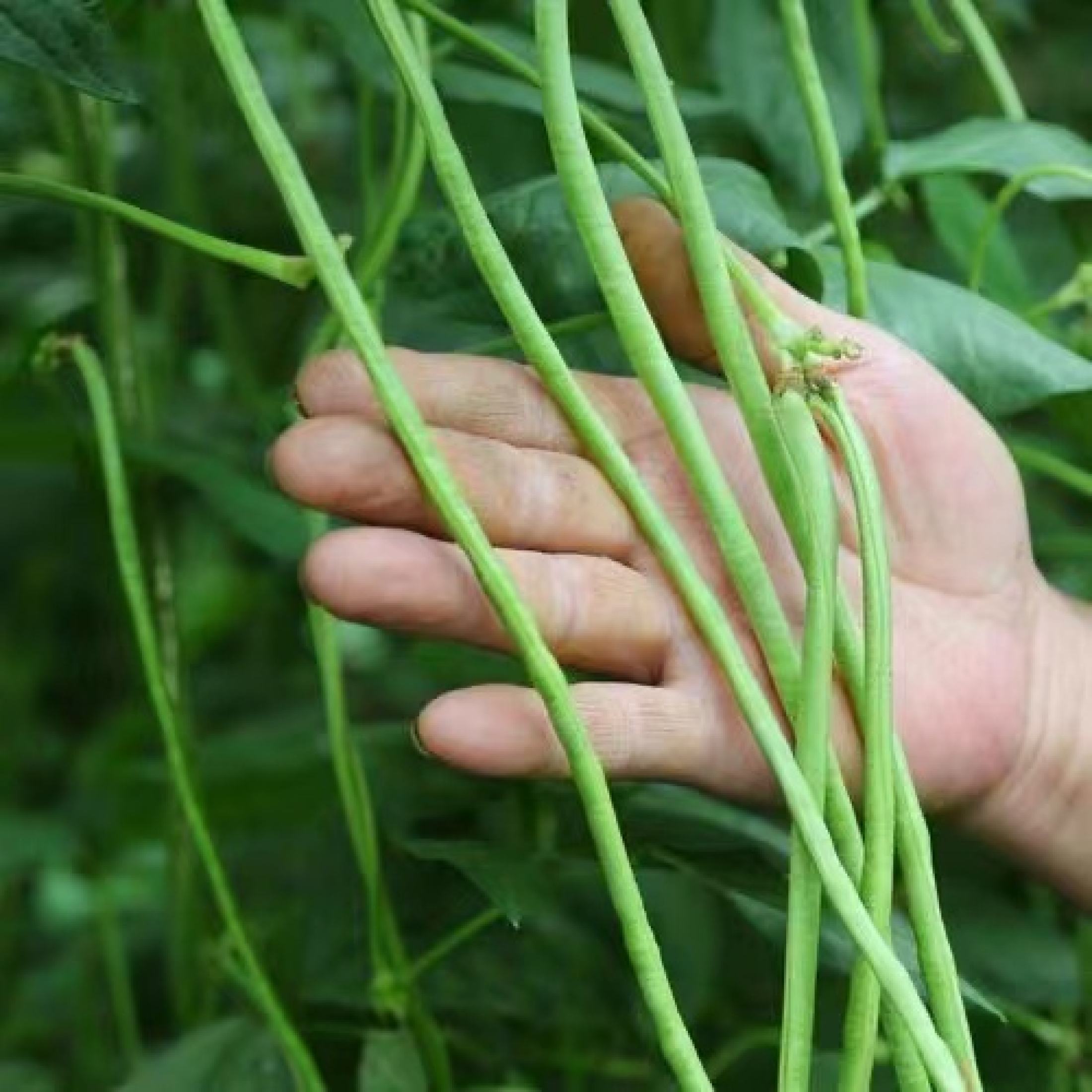 Pole Sitao Seeds (30 seeds) - Sitao Long Seeds | Shopee Philippines