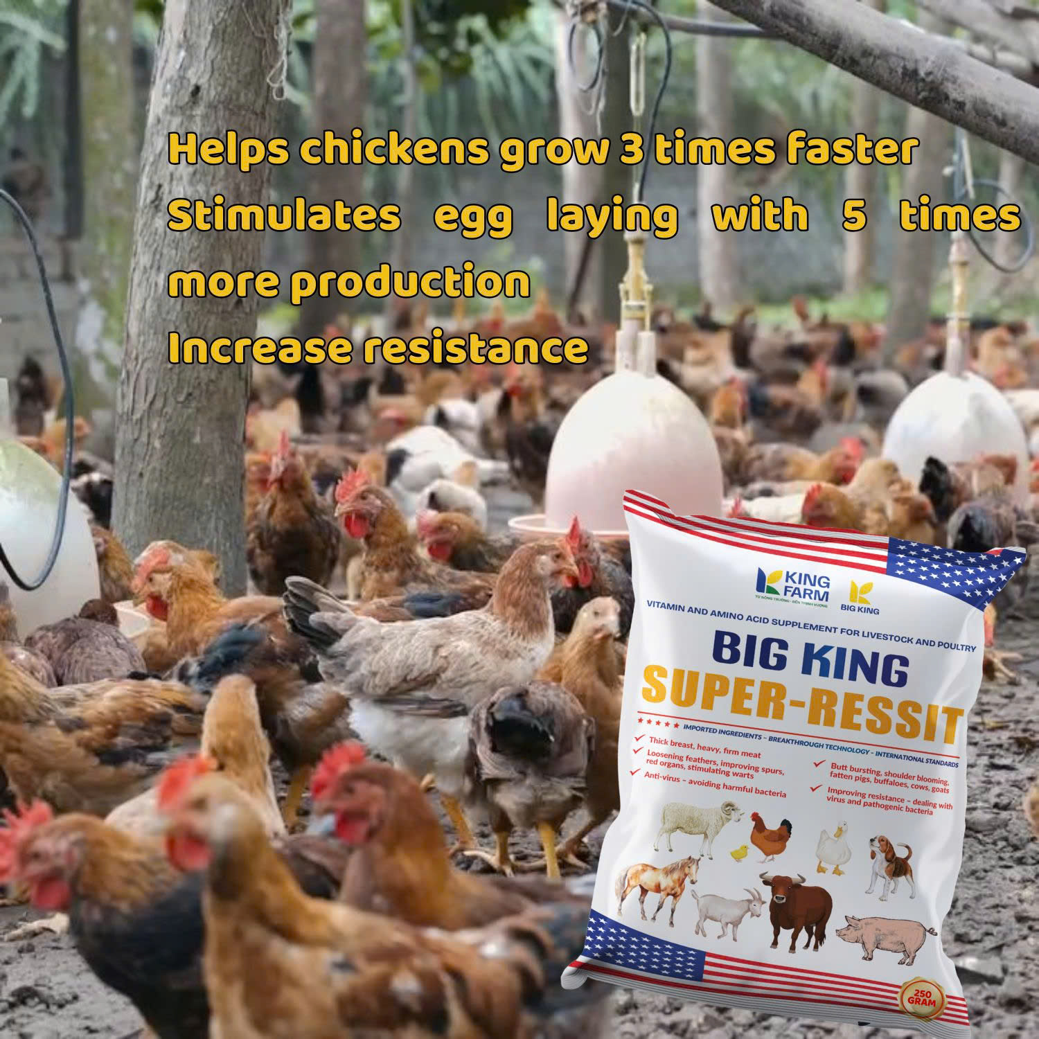 Big King USA 250G Growth Booster Feed for Pigs, Cattle, Poultry Fast ...