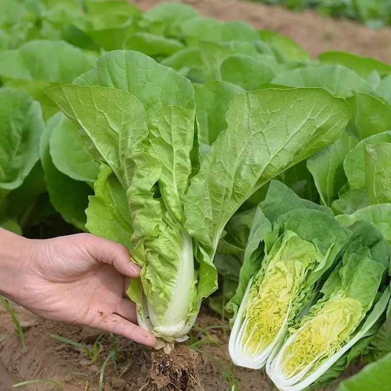 (500 SEEDS) PECHAY PAVITO SEEDS - HYBRID/EASY TO GROW | Shopee Philippines
