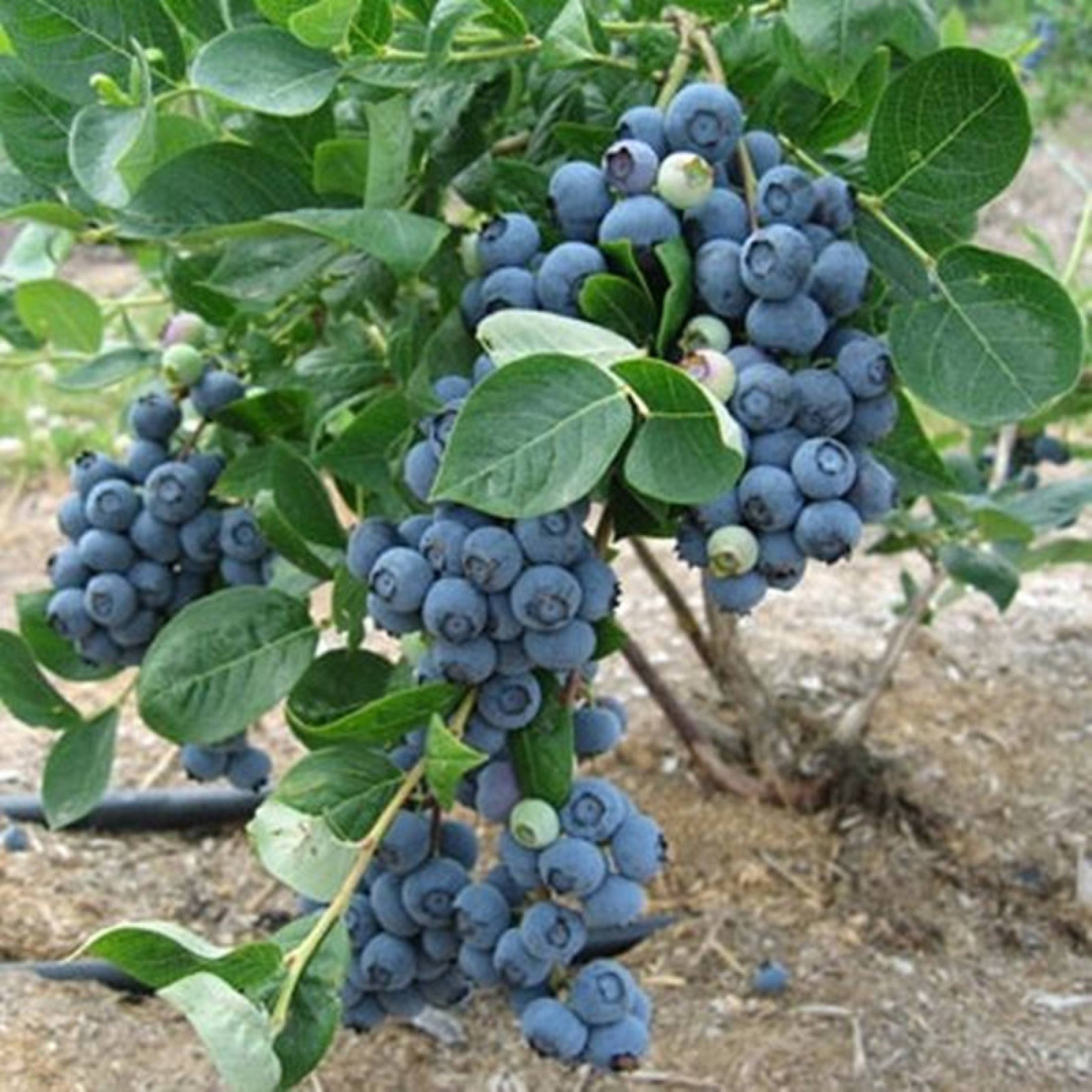 20 pcs Bonsai Blueberry Seeds for Sale Organic Fruit | Shopee Philippines