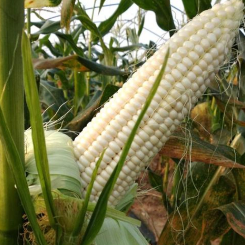 WHITE LAGKITAN CORN - (20 seeds) Waxy Corn | Shopee Philippines