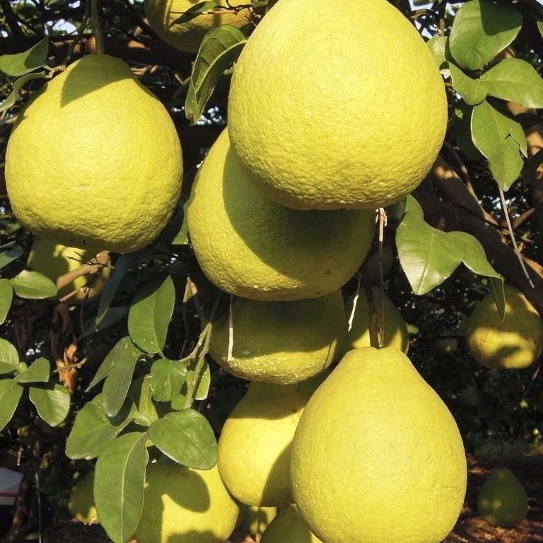 10 seeds High Yield Dwarf Pomelo Seeds for Planting Fruit Trees Fast ...