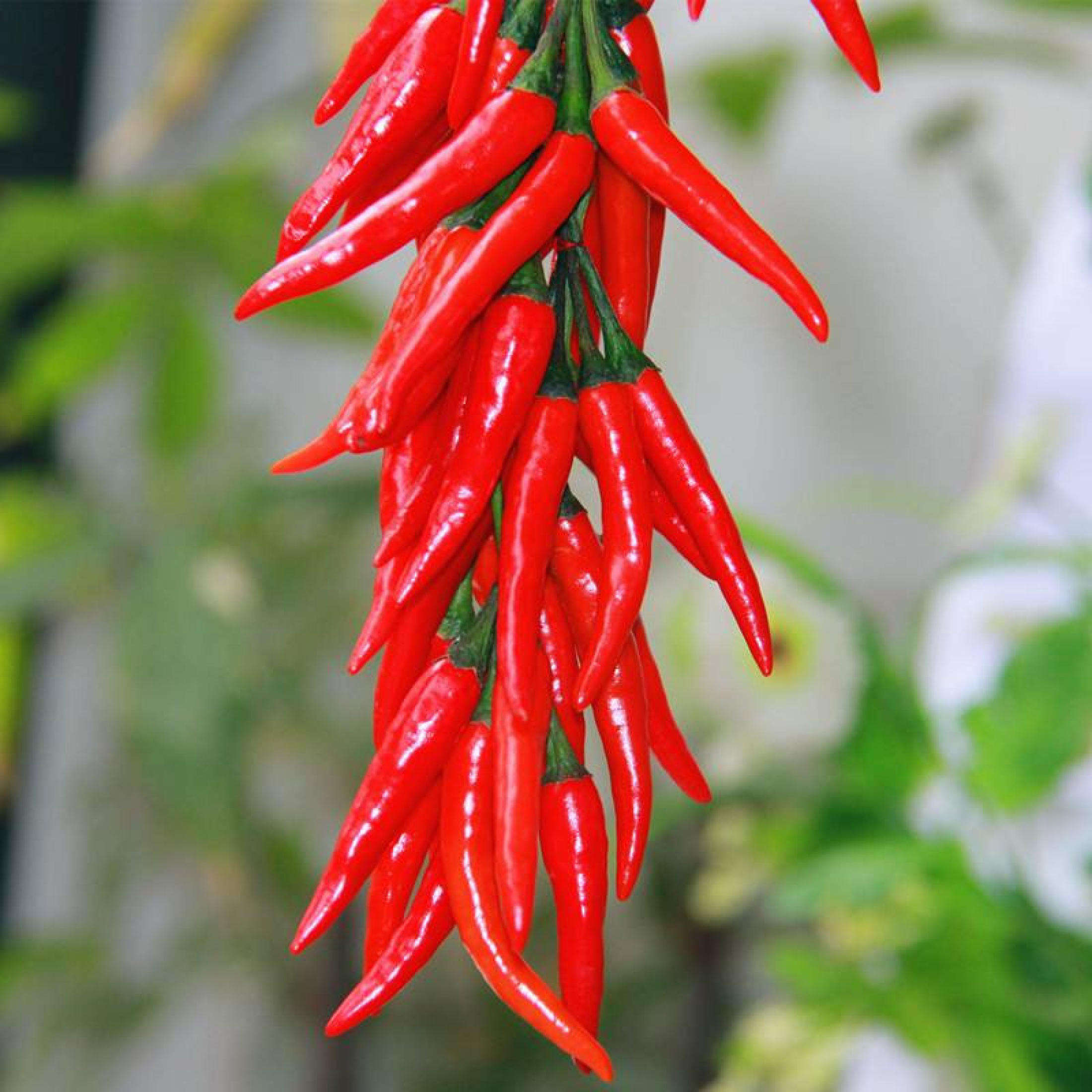 100 Seeds/pack Siling Labuyo Hybrid - Hot Pepper Taiwan Chili / Siling ...