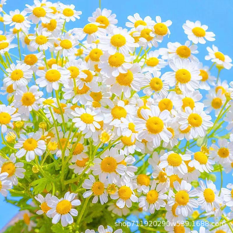 Dwarf Daisy Flower Seeds - 1000 Compact Variety Low Water Needs Perfect ...