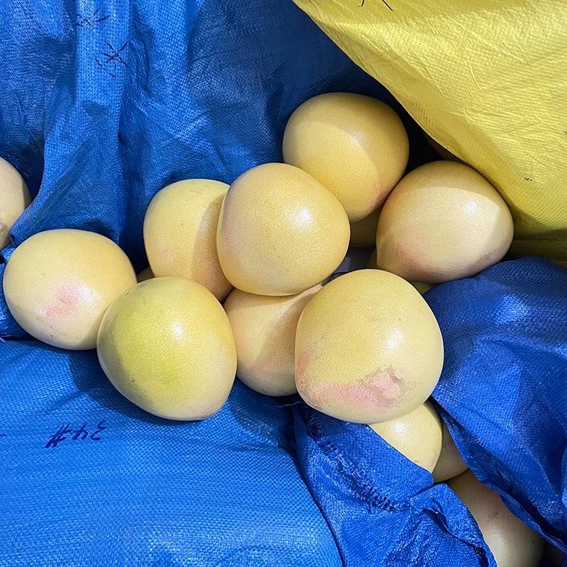 (15Seed) Pomelo/Suha Davao Seeds for Planting Vegetable Plants - Pomelo ...