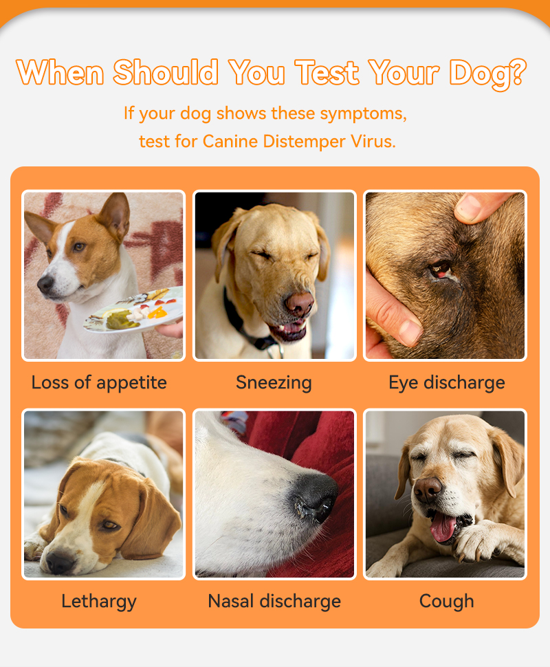 PUAINTA VBD Canine Distemper Virus (CDV) Antigen Test Kit For Dog Home ...