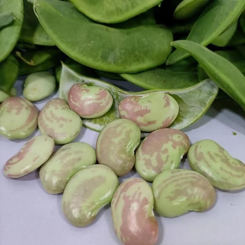 Native patani Seeds(lima beans)5pcs seeds for planting-High-yielding ...