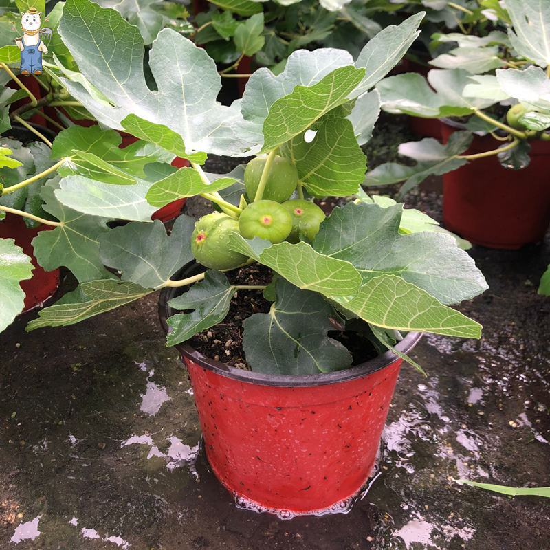 600seeds/pack Rare Fig Tree Seeds for Planting-Tropical Ficus Carica ...