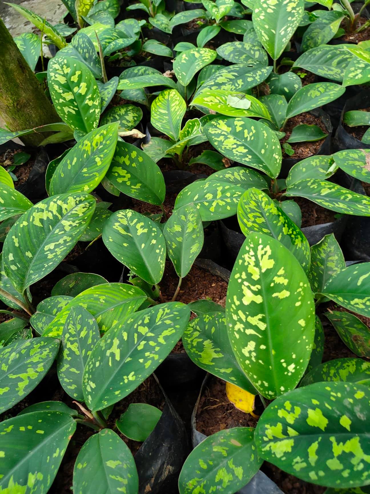 BUY 1 GET 1 FREE - AGLAONEMA CAMOUFLAGE PLANT - WITH FREE GARDEN SOIL & PLASTIC POT | Shopee ...