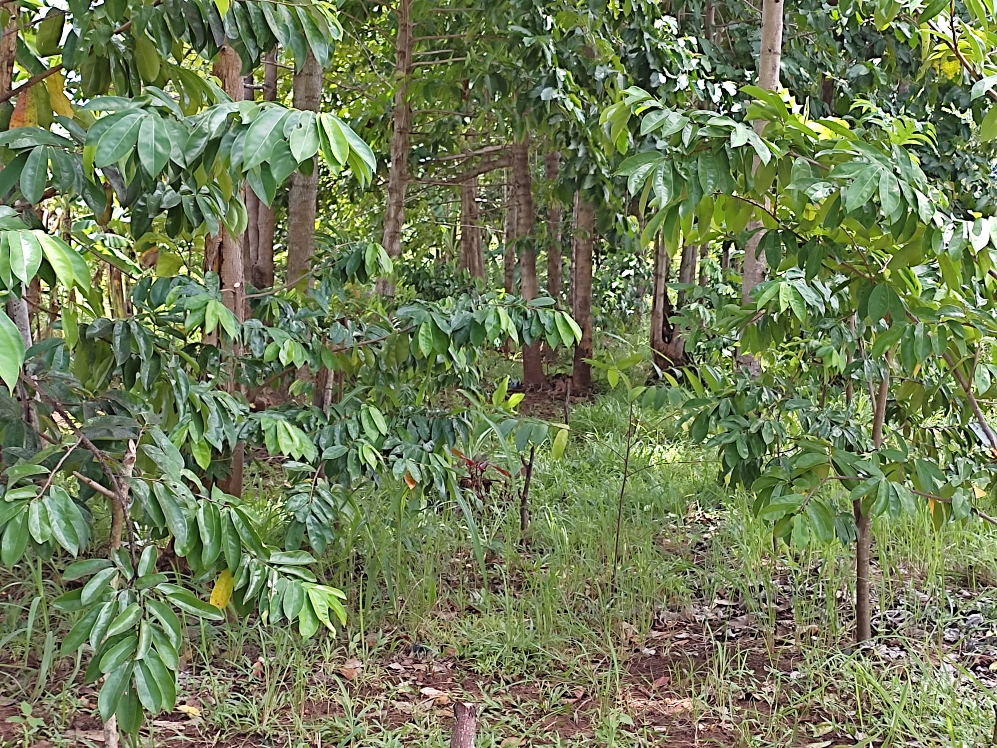 Guyabano leaves 40g 80-120pcs dried dehydrated pure natural organic ...