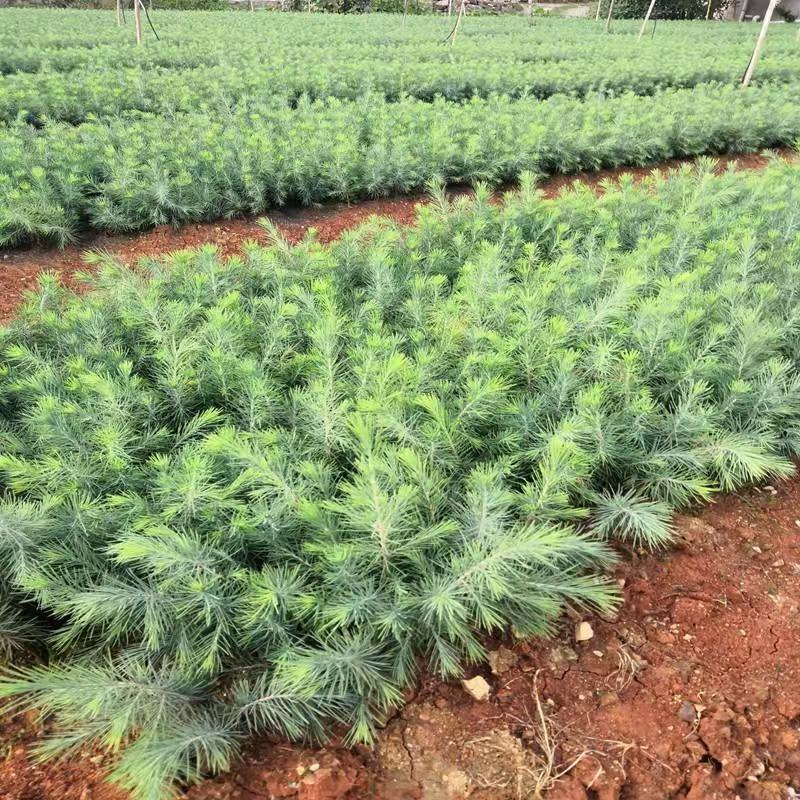 Cedar saplings grow evergreen all year round in potted plants for ...