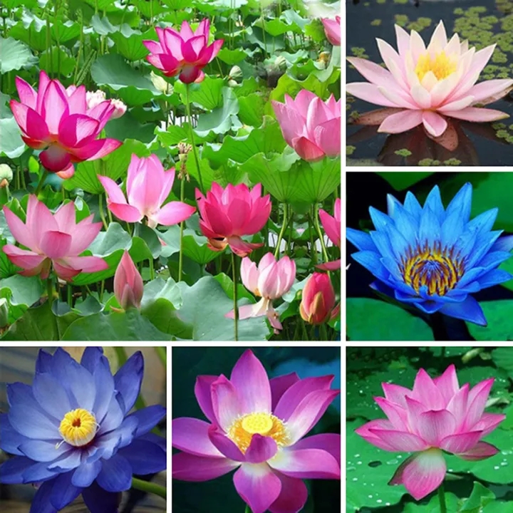 20 PCS Mixed Color Lotus Seeds Lotus Water Lily Hydroponic Flower Seeds ...