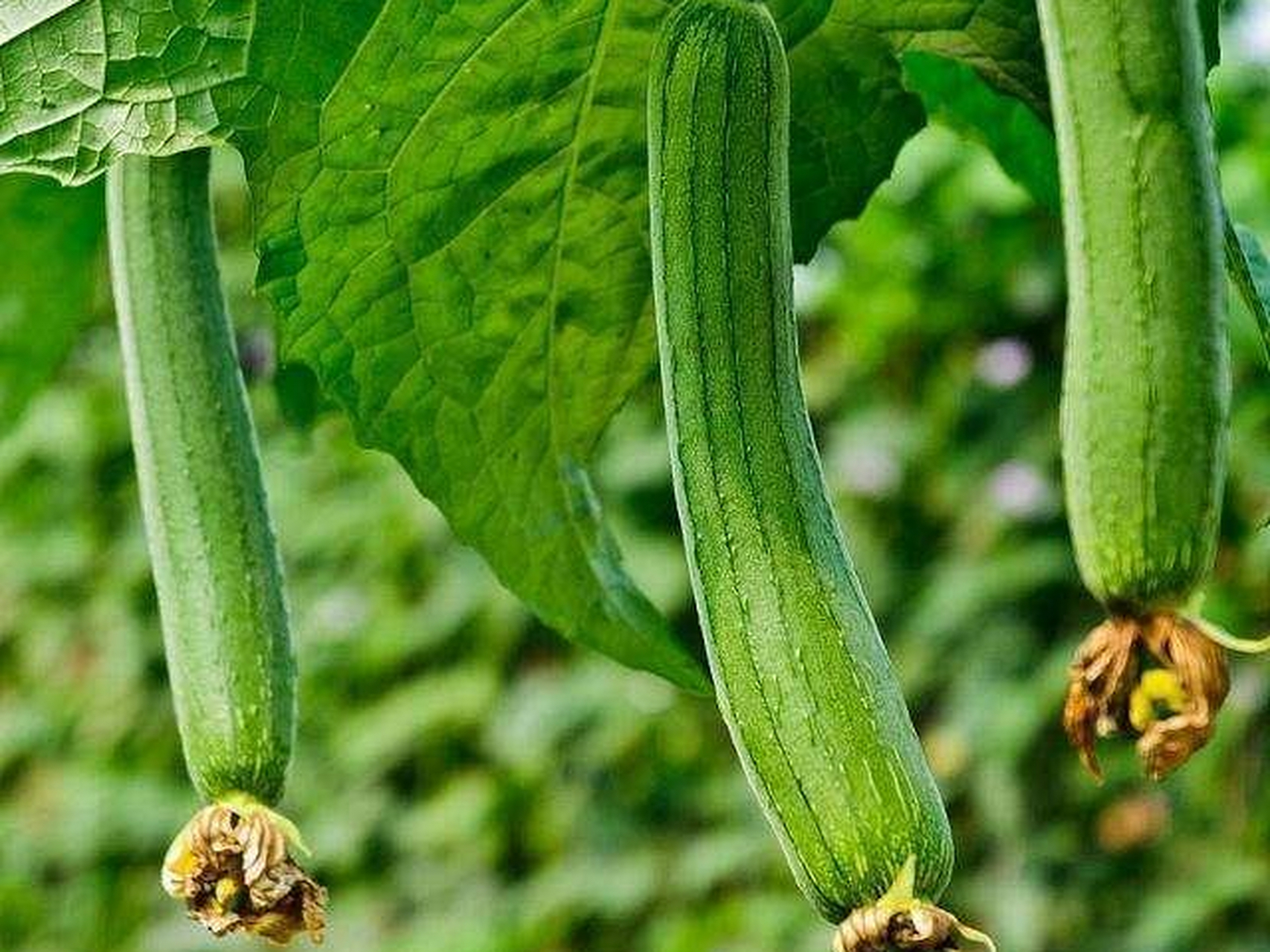 20 Pcs Patola Smooth Seeds / Pot Rattan Smooth Patola Vegetable seeds ...