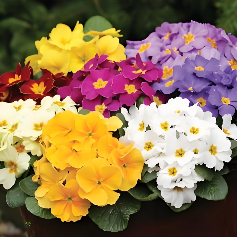 20 seed Multicolor Primula Seeds for Planting Bonsai Flower Seeds Easy ...