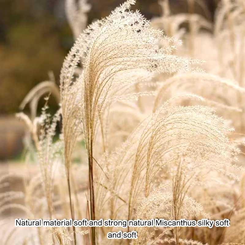 BUY 1 TAKE 1 Miscanthus Broom Walis Tambo Long Handle Adjustable ...