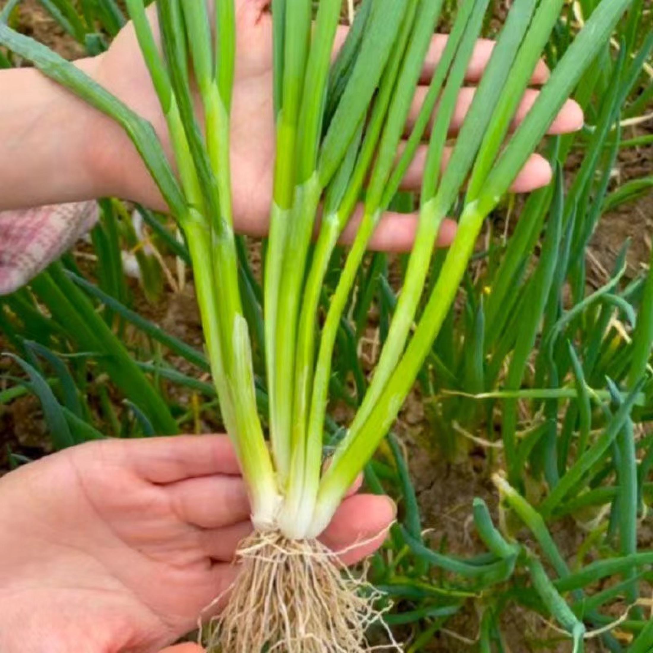 (500 SEEDS) DAHON NG SIBUYAS/BUNCHING ONION /JAKKOU VARIETY/EASY TO ...