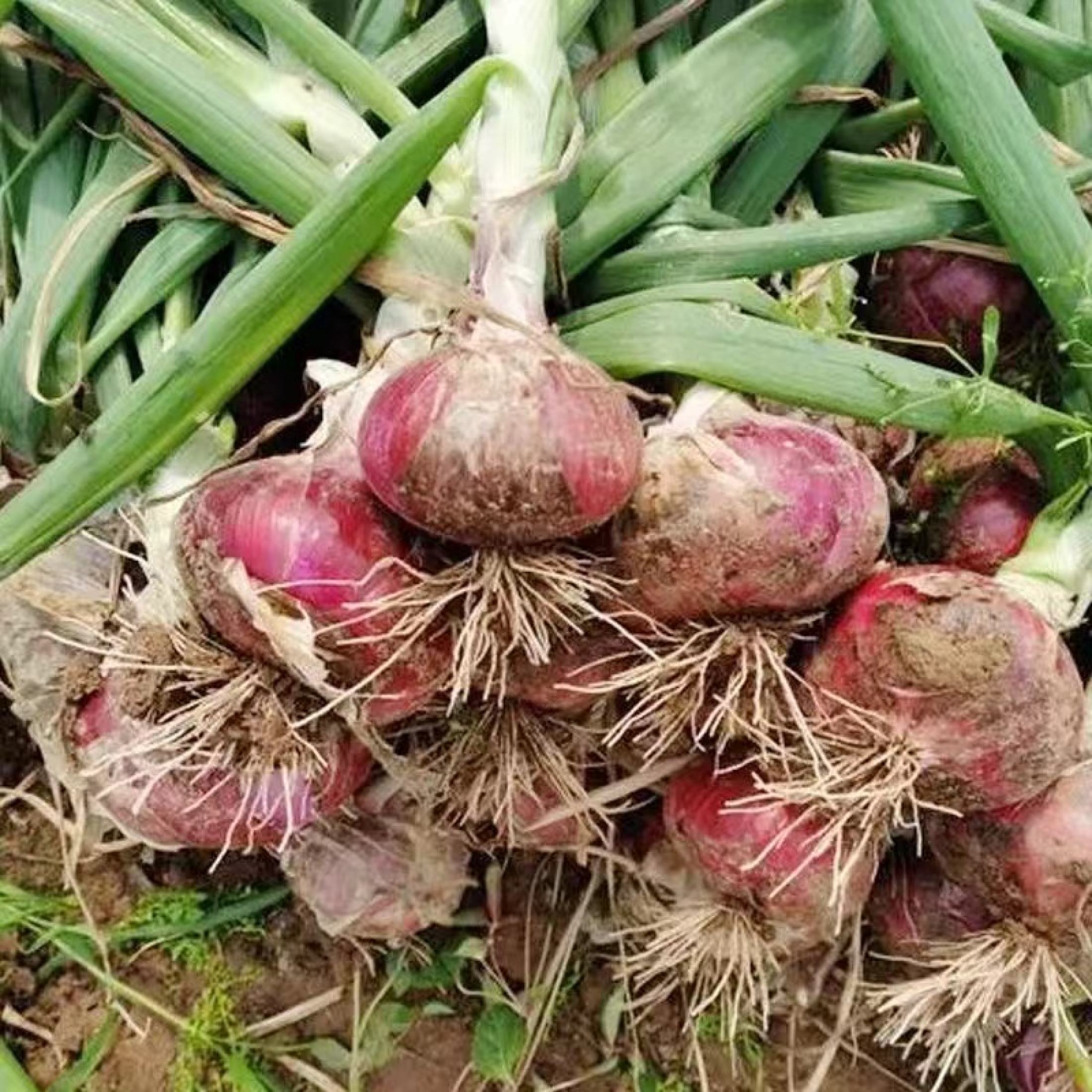 (200 SEEDS) RED ONION SEEDS/Red Hawk Variety/HIGH YIELD/HYBRID | Shopee ...