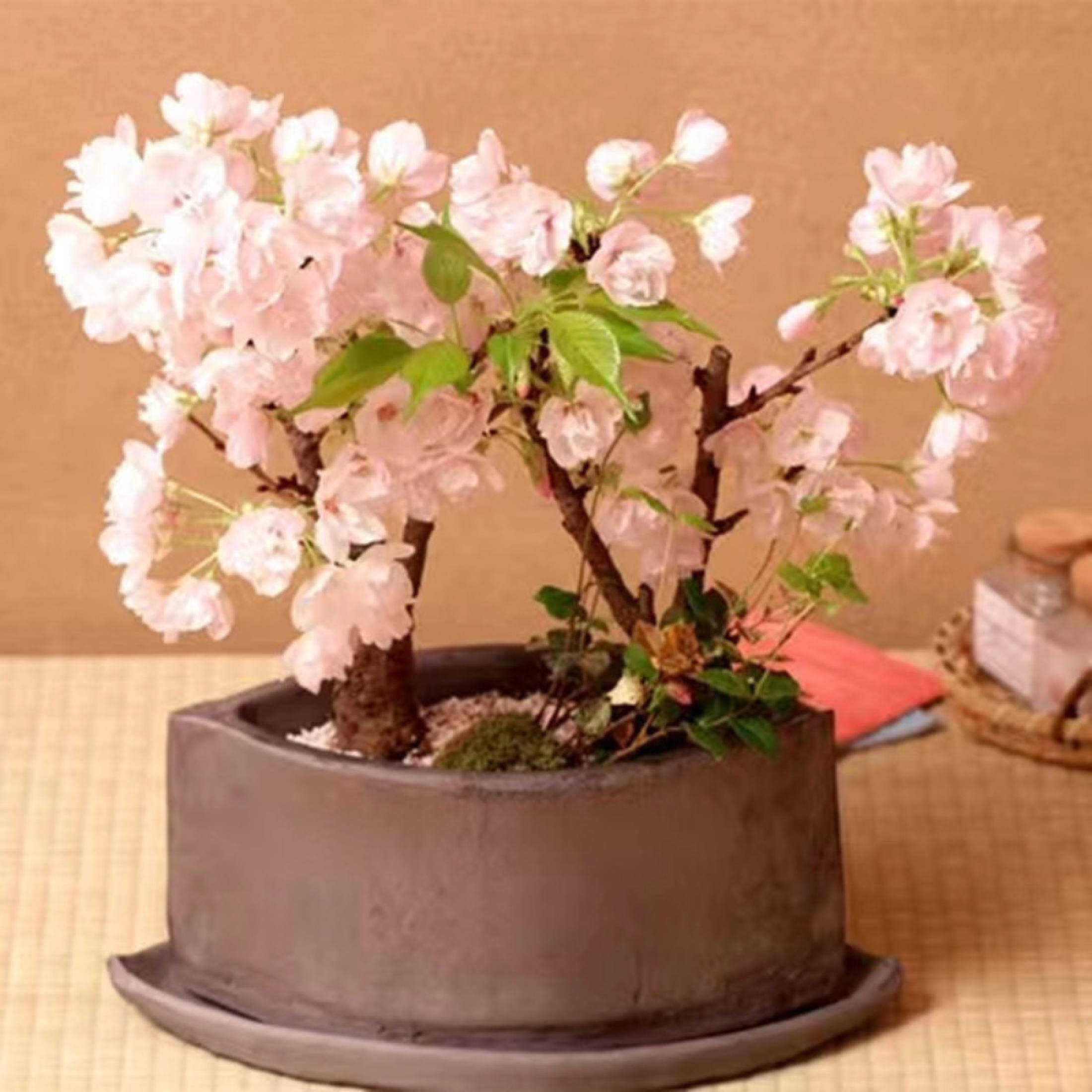 20seeds/pack Japanese Sakura Seeds Flower Seeds for Gardening Cherry ...