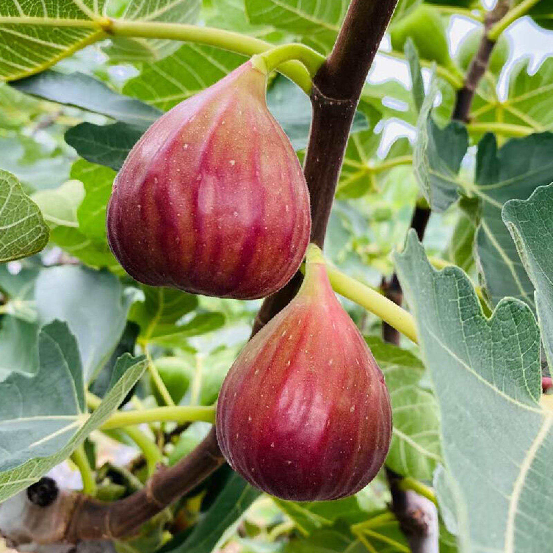 200seeds/pack Rare Fig Tree Seeds for Planting-Tropical Ficus Carica ...