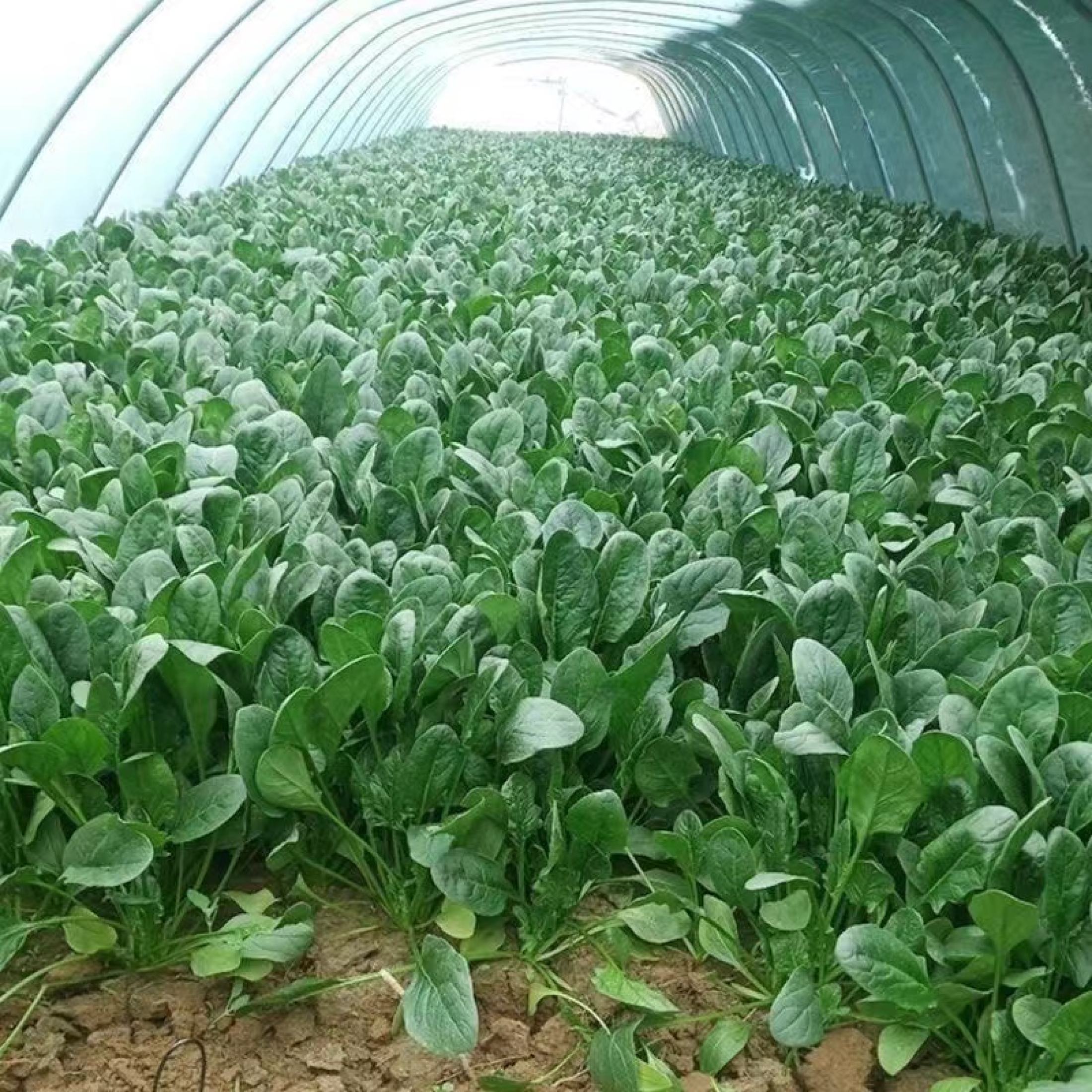 GREEN SPINACH SEEDS / (200 seeds)AMARANTH SEEDS | Shopee Philippines