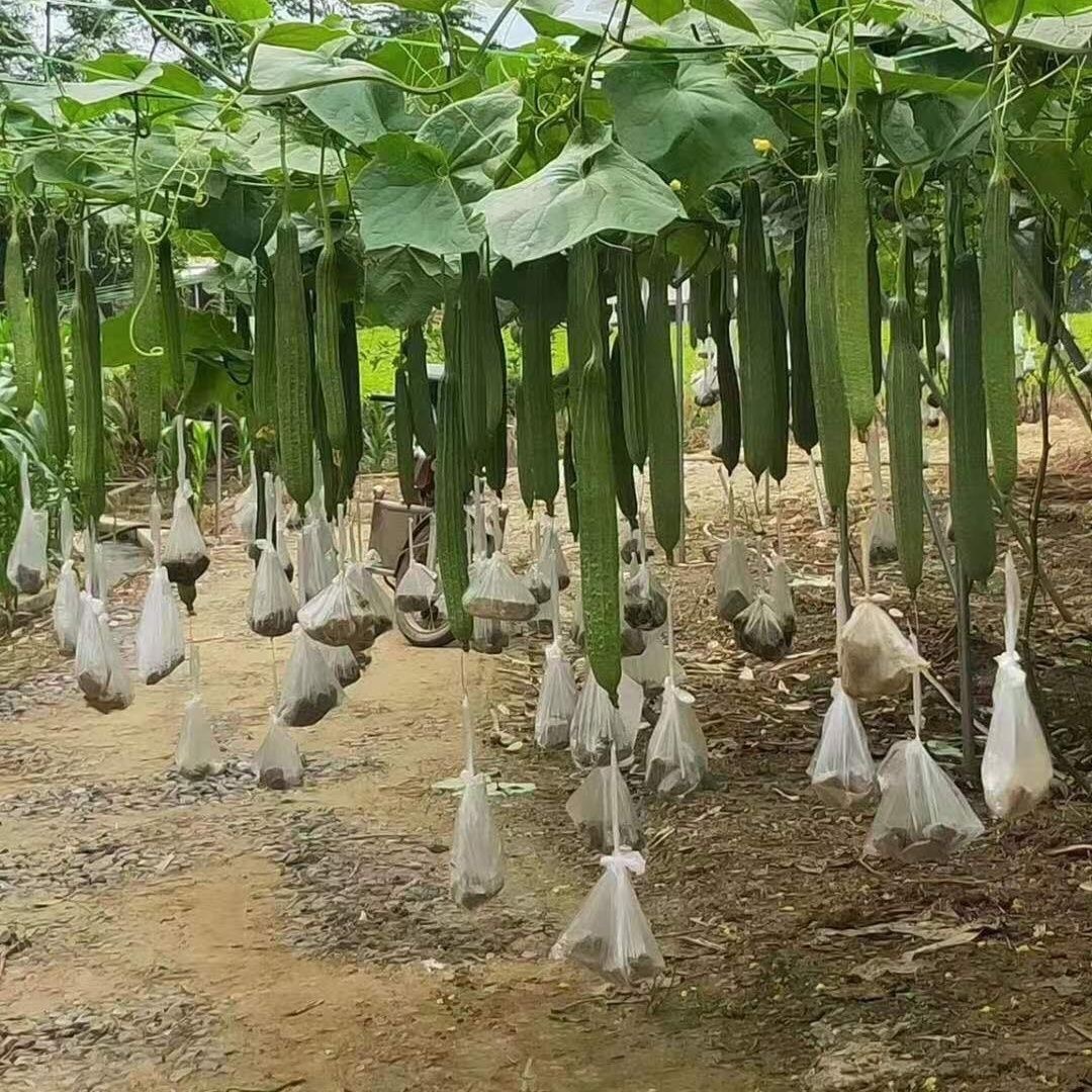 20 pcs Fresh Patola Tagalog Seeds High Yield Patola Seeds for Planting ...