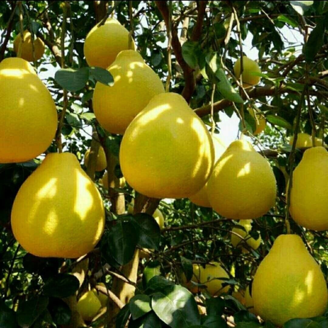 10 seeds Pomelo Seeds For Planting/Fresh Dwarf Red Pomelo Seeds Balcony ...