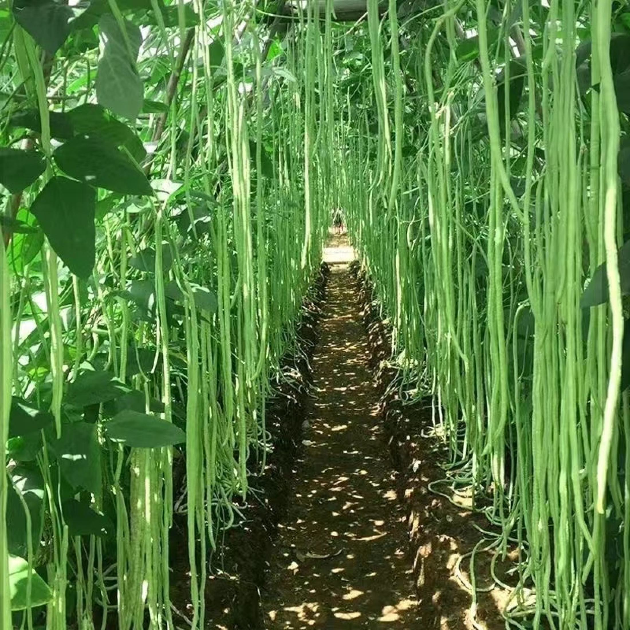 Pole Sitao Seeds (30 seeds) - Sitao Long Seeds | Shopee Philippines