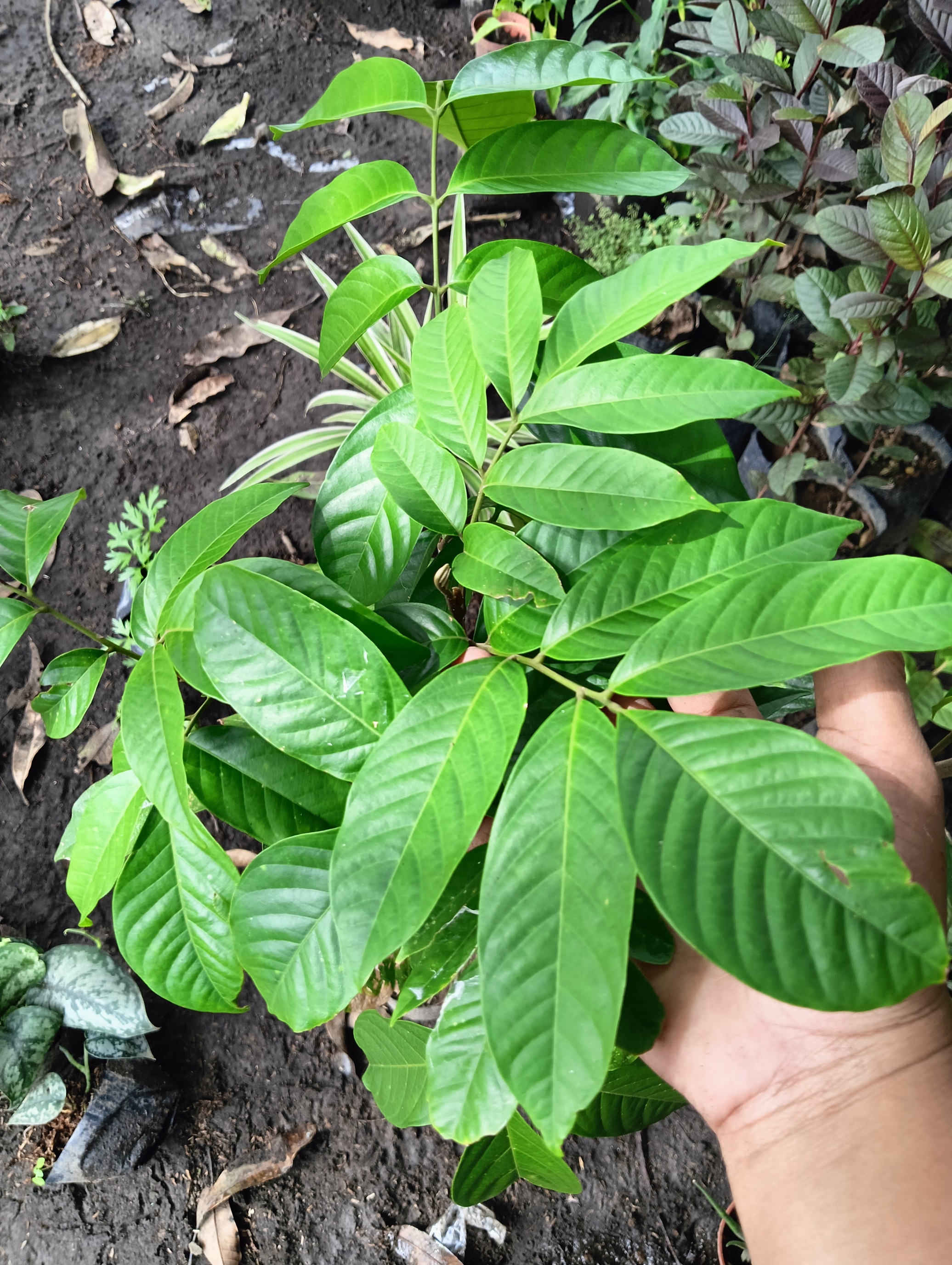 Lansones/Lanzones/Langsat Tree (Grafted from seed 2ft to 3ft height) w ...