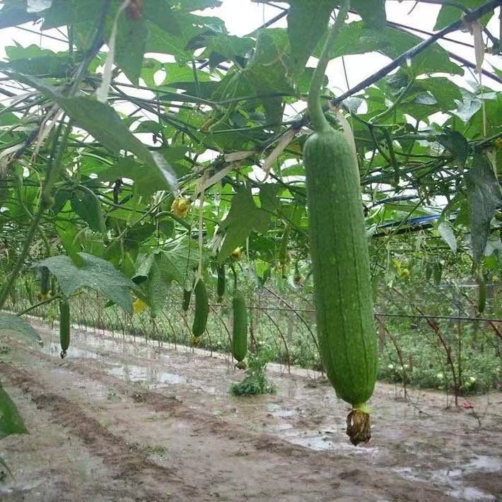 20 Pcs Patola Smooth Seeds/Pot Rattan Smooth Patola Vegetable seeds ...