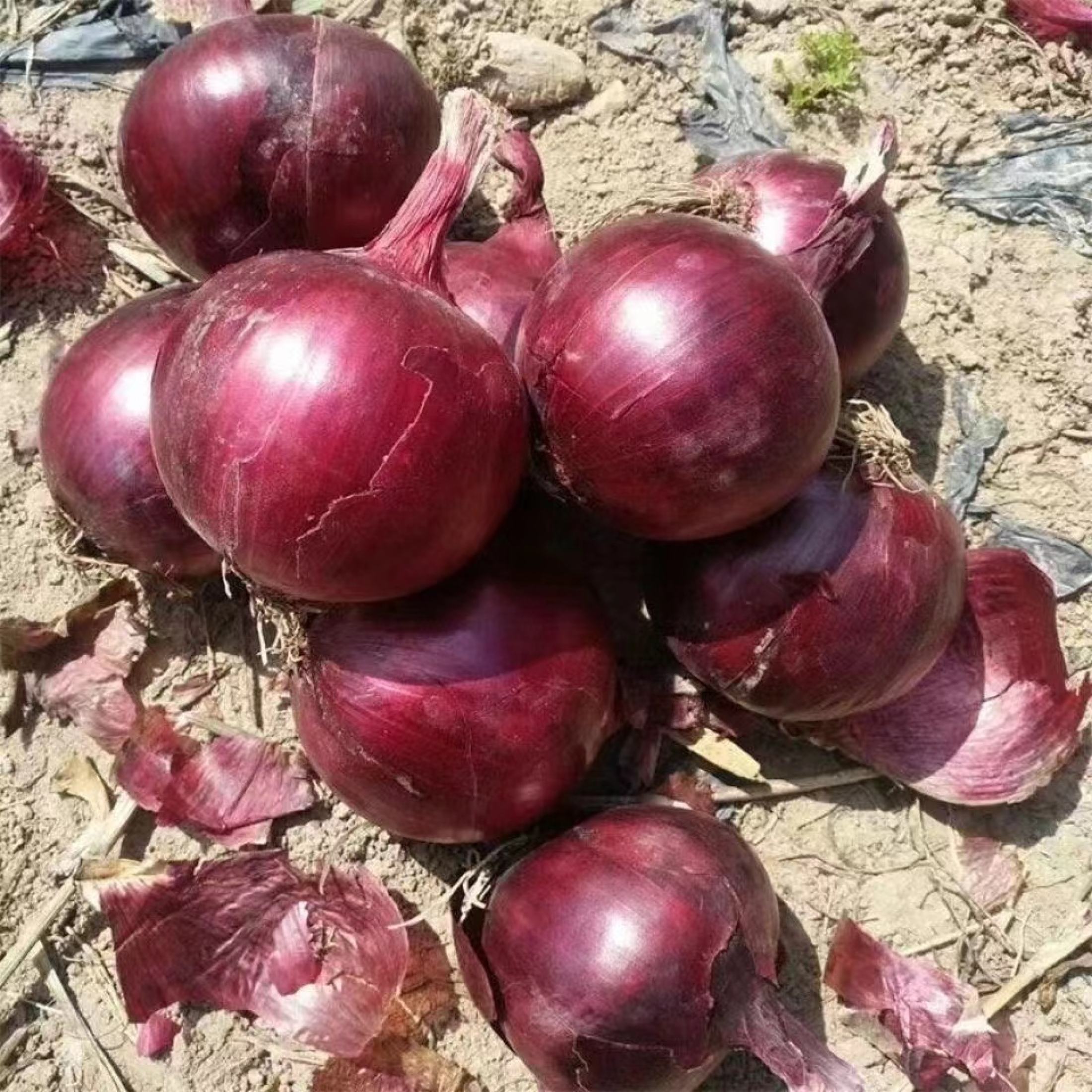 (200 SEEDS) RED ONION SEEDS/Red Hawk Variety/HIGH YIELD/HYBRID/EASY ...