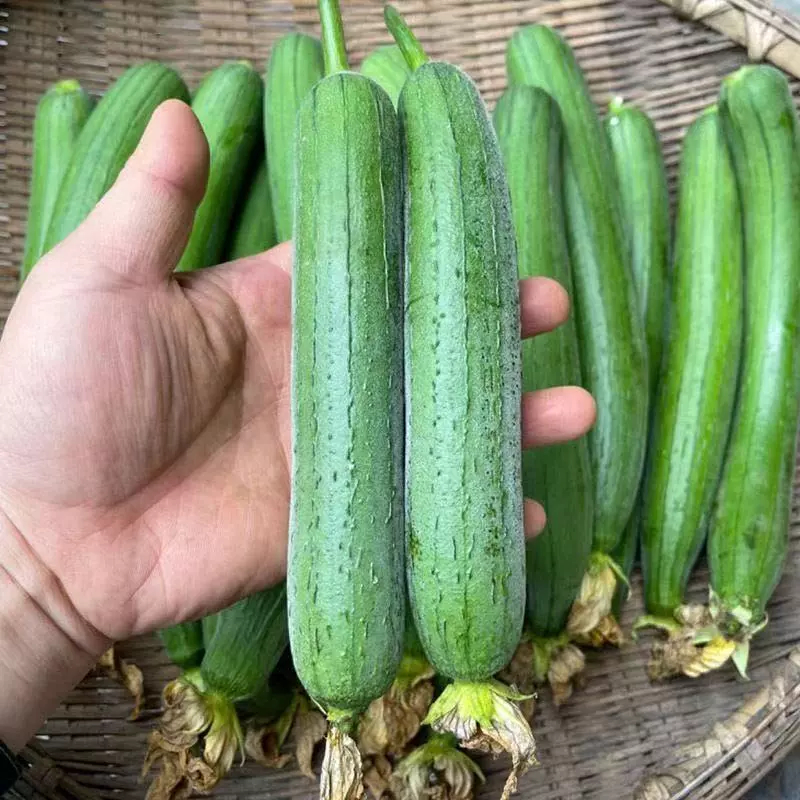 Patola Smooth Seeds - (20seeds/pack) smooth patola seeds / Loofah Gourd ...