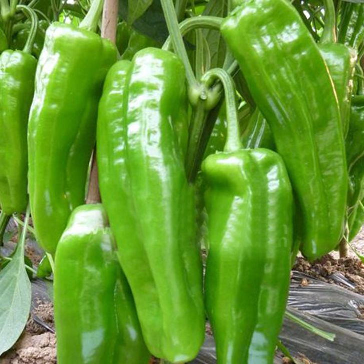 100 Seeds/pack SILI PANIGANG / Siling Haba / Hot Pepper Green / Bicol ...