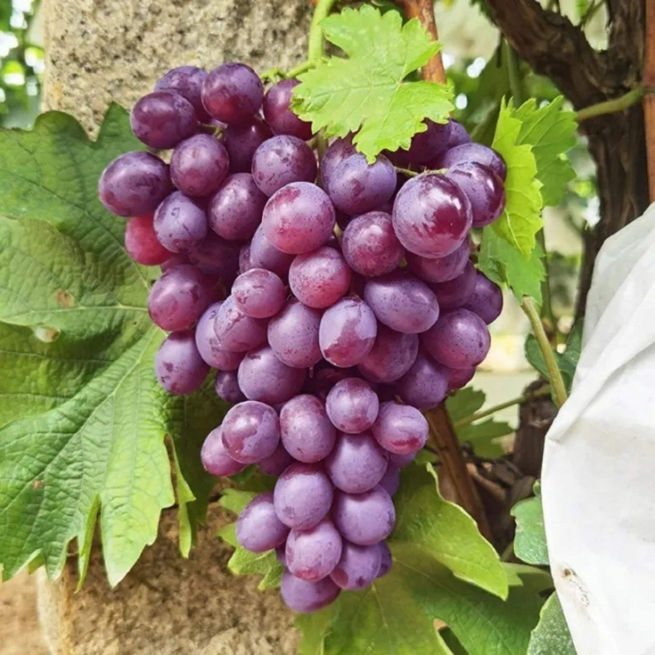 100seeds/pack Grape Seeds for Planting Fruit Plants Seeds Bonsai Tree ...