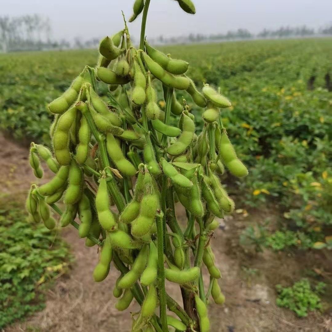 20 seeds Original Edamame Seeds for Planting Vegetables High Yield ...