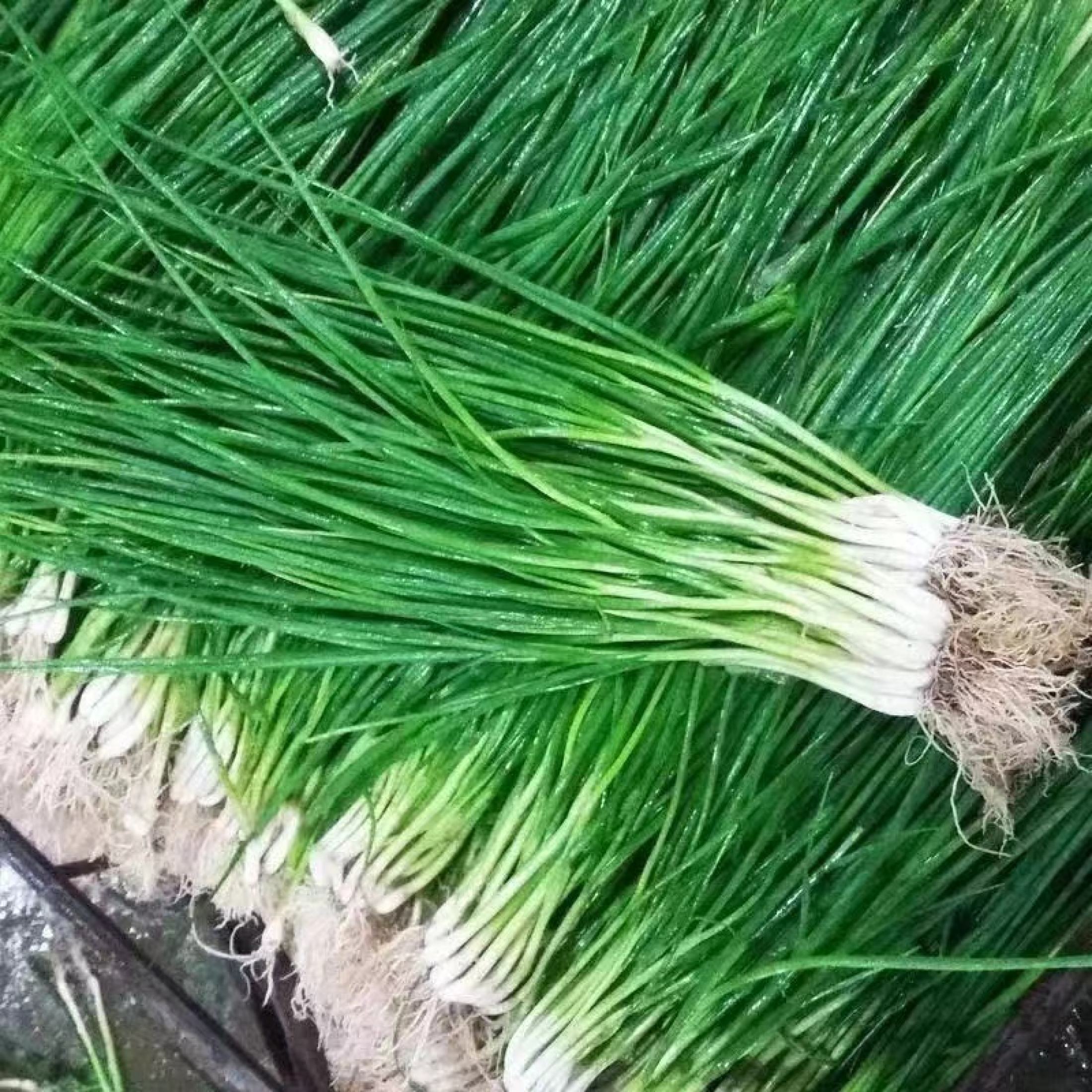 (500 SEEDS) DAHON NG SIBUYAS/BUNCHING ONION /JAKKOU VARIETY/EASY TO ...