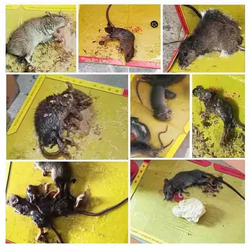 (Super Strong Adhesion) 10/20/30pcs Mouse & Rat Trap Glue Board Sticky ...