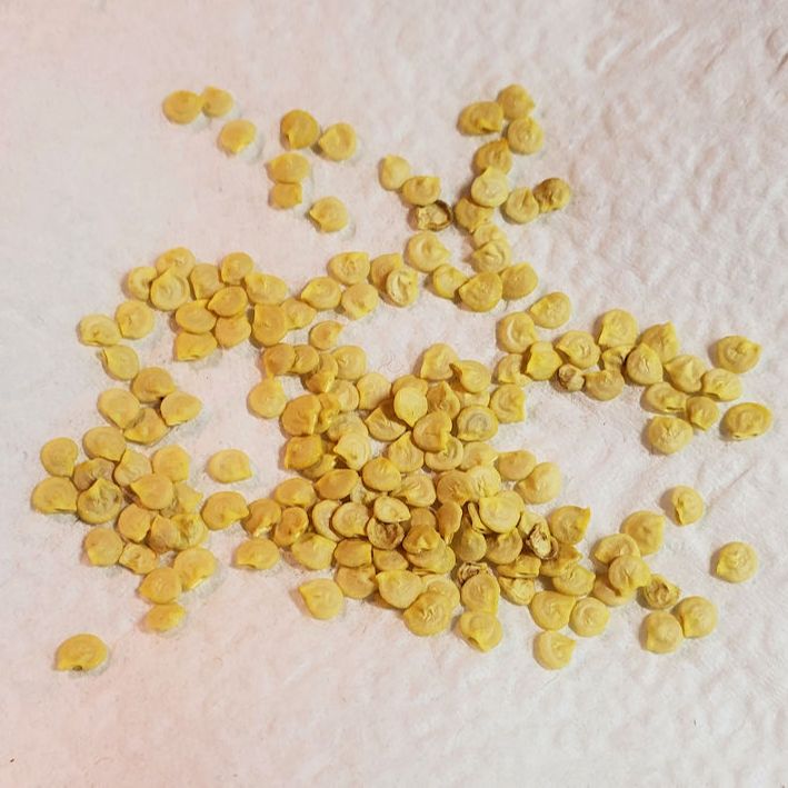 100 Seeds/pack SILI PANIGANG/Siling Haba Hot Pepper Green/ Bicol ...