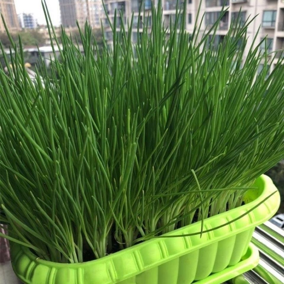 500 seeds dahon ng sibuyas seeds Easy to grow/ Good quality | Shopee ...