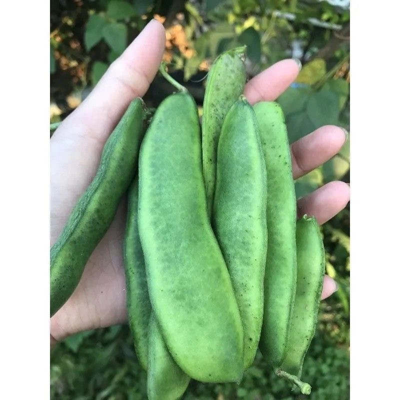 Native patani Seeds(lima beans)5pcs seeds for planting-High-yielding ...