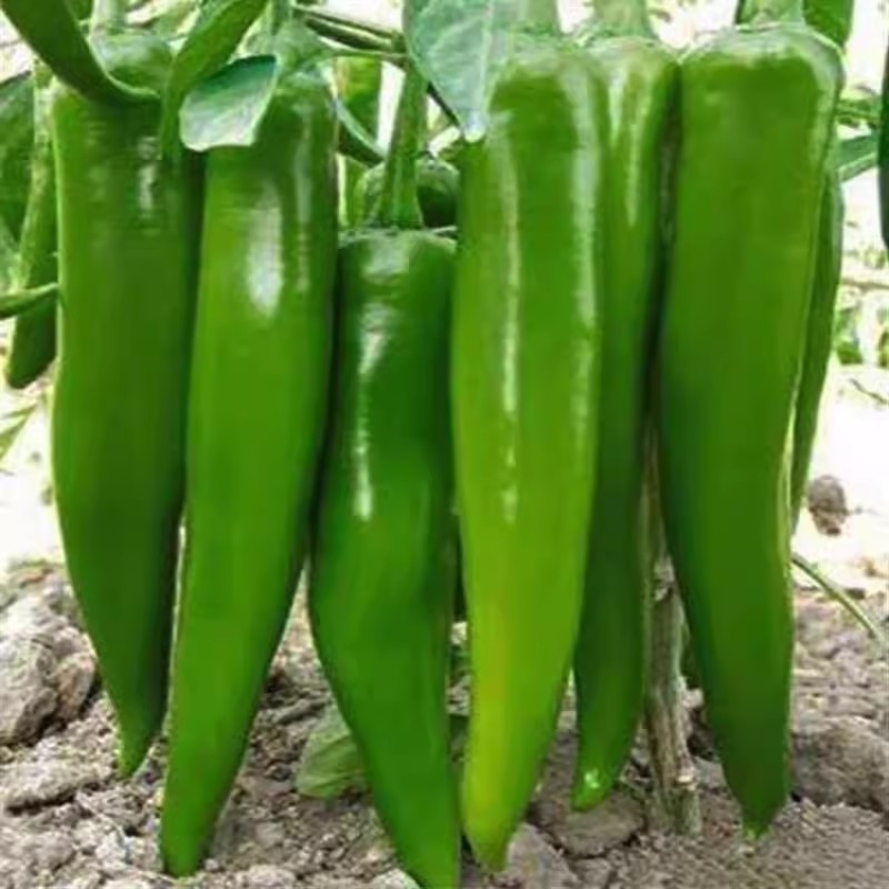 100 seeds SILI PANIGANG / Siling Haba / Hot Pepper Green / Bicol ...