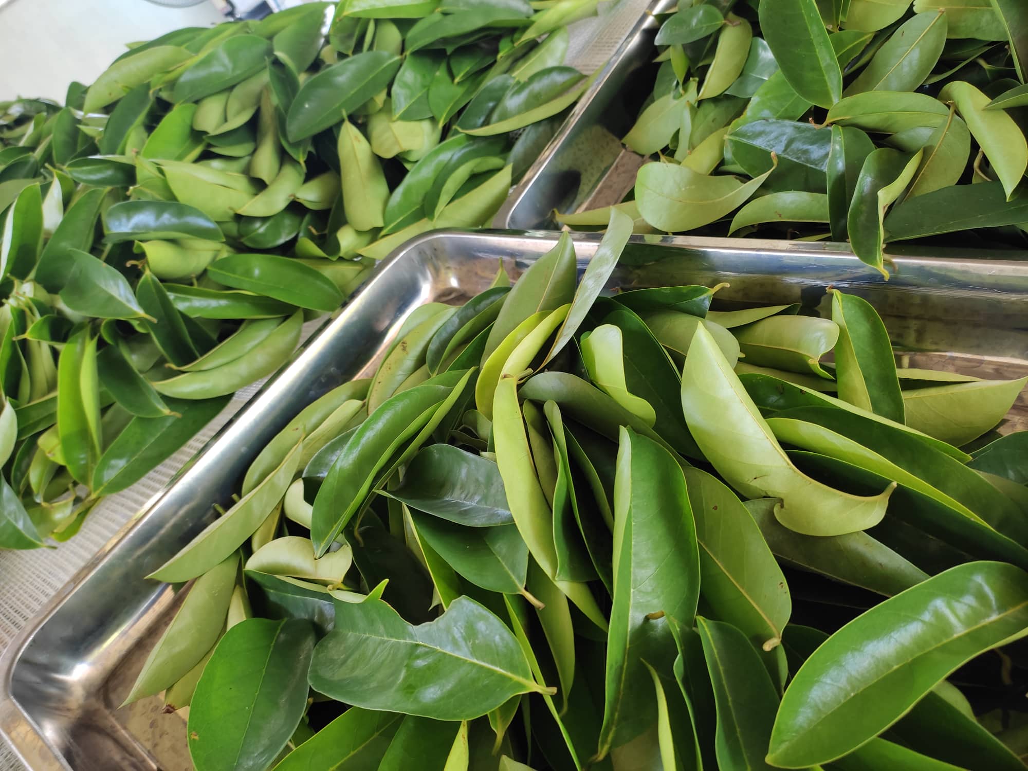 Guyabano leaves 40g 80-120pcs dried dehydrated pure natural organic ...