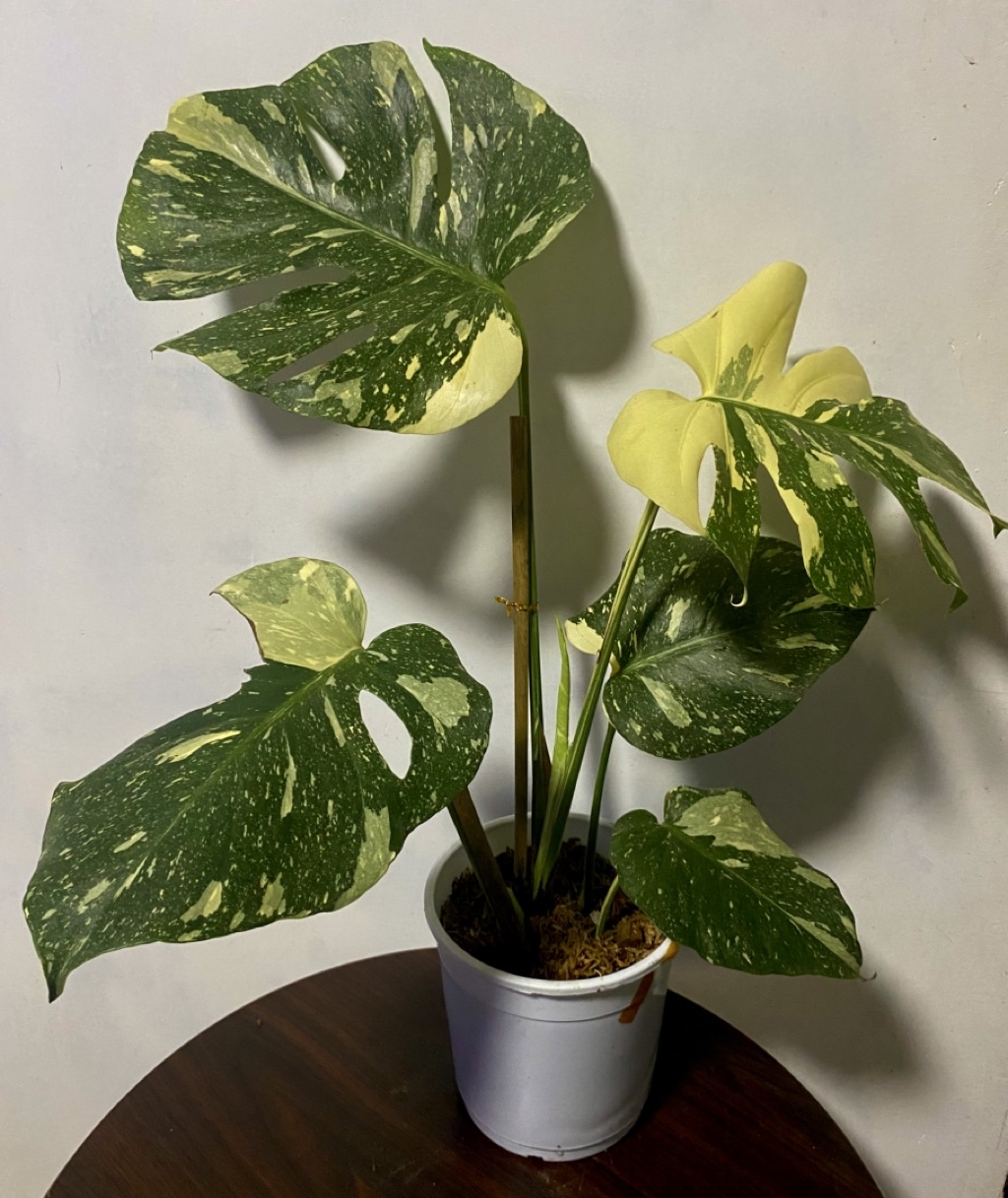 Monstera Thai Constellation / Thai Cons Monstera / “Thai Constellation ...