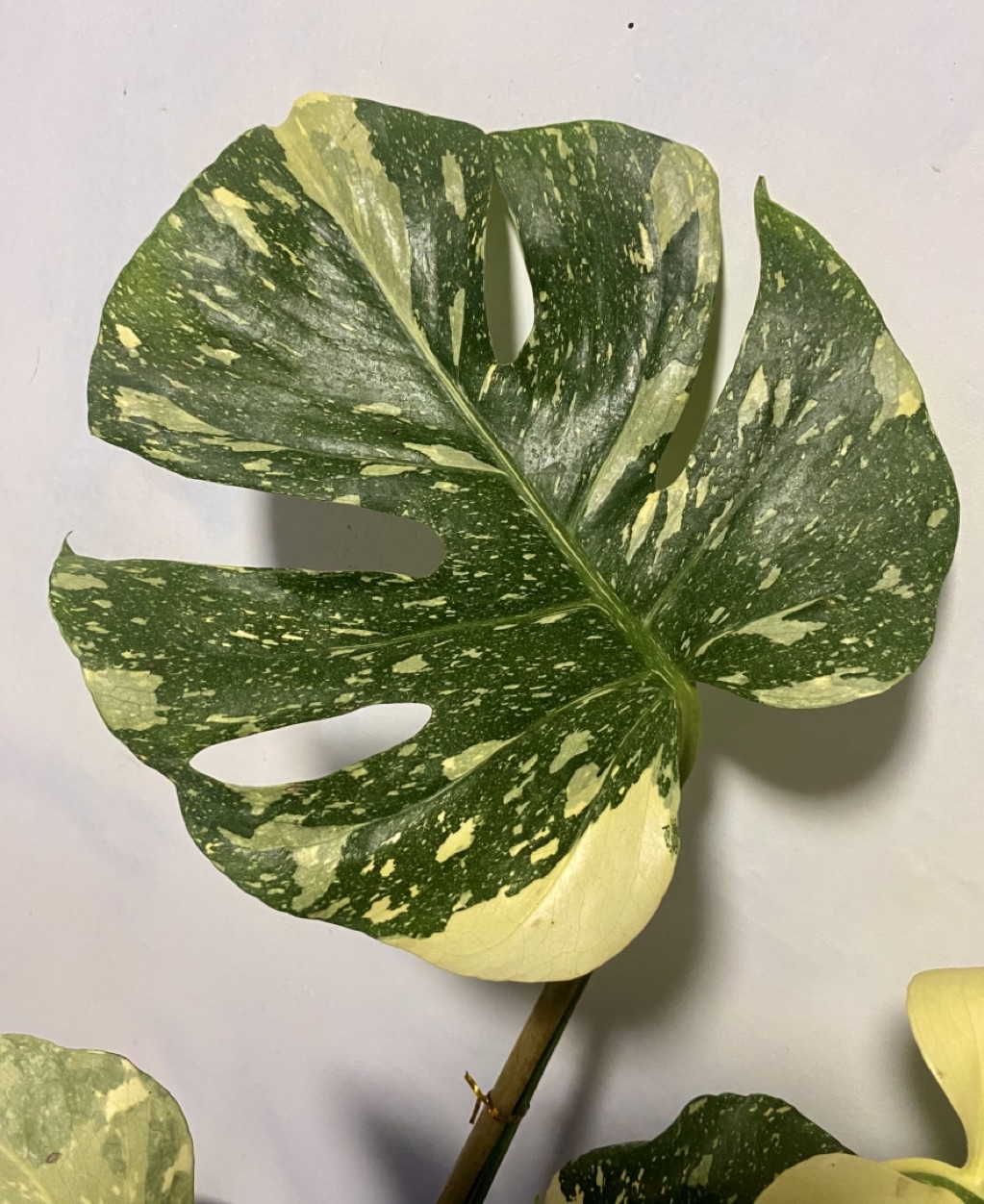 Monstera Thai Constellation / Thai Cons Monstera / “Thai Constellation ...