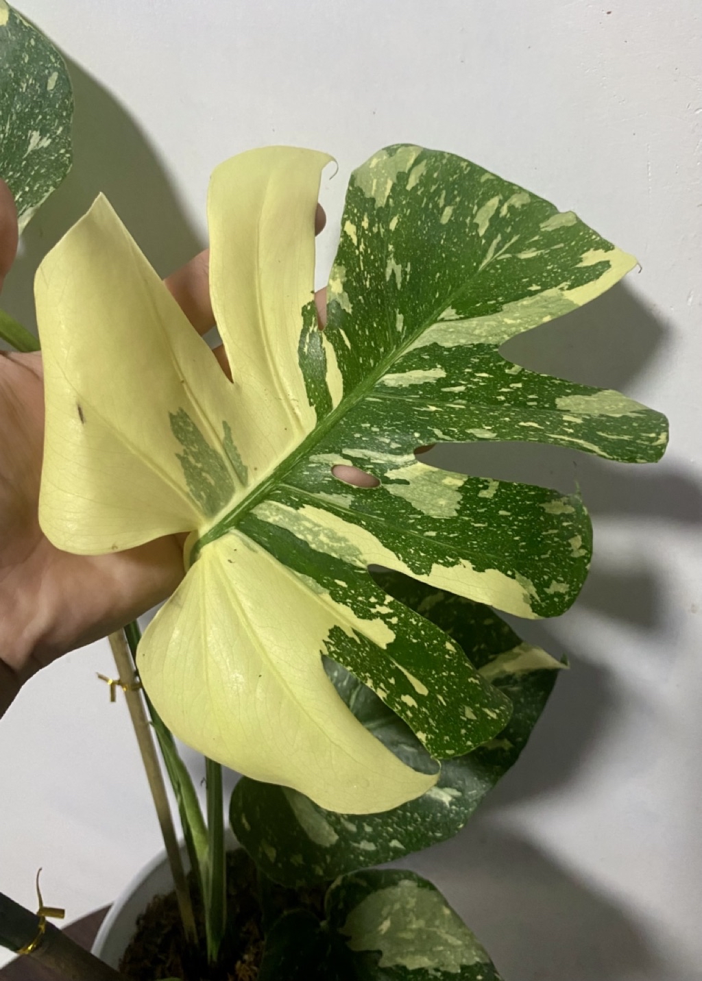 Monstera Thai Constellation / Thai Cons Monstera / “Thai Constellation ...