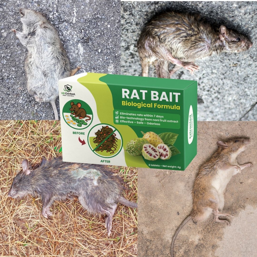 Rat Bait Biological Formula Effective Plant-Based Rat Killer Tablets ...
