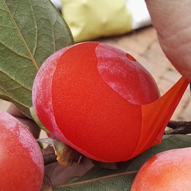 20 pcs Sweet Persimmon Seeds for Planting Fruit Trees Fresh Persimmon ...