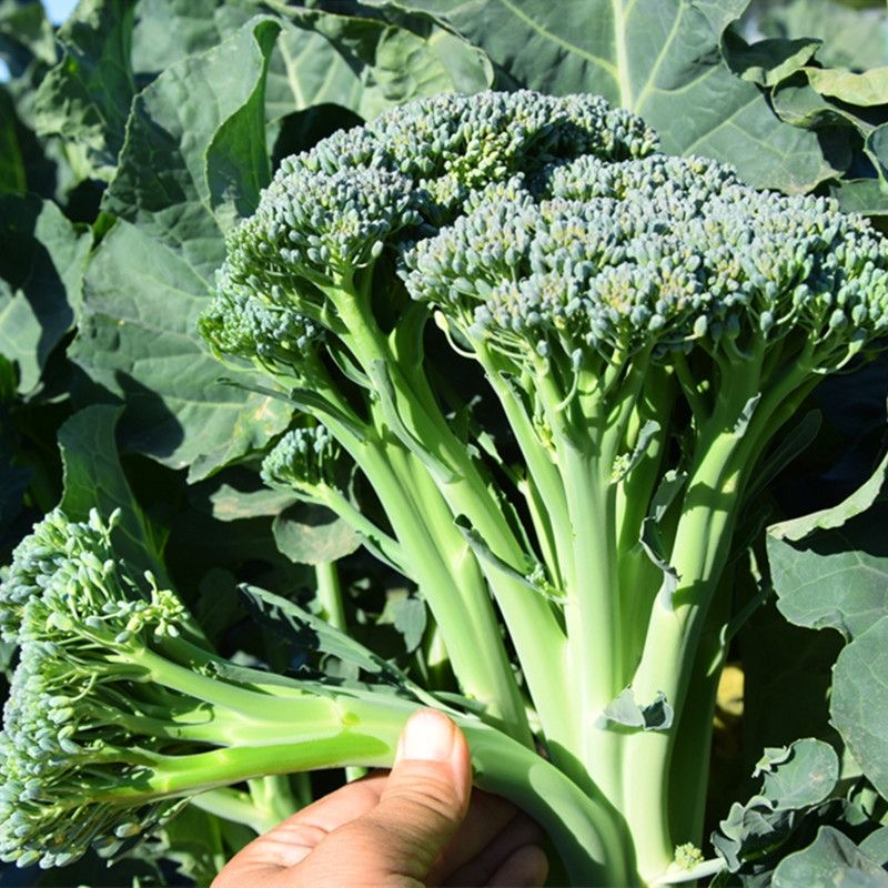 200 seeds High Yield Fresh Broccoli Seeds for Planting Vegetables ...